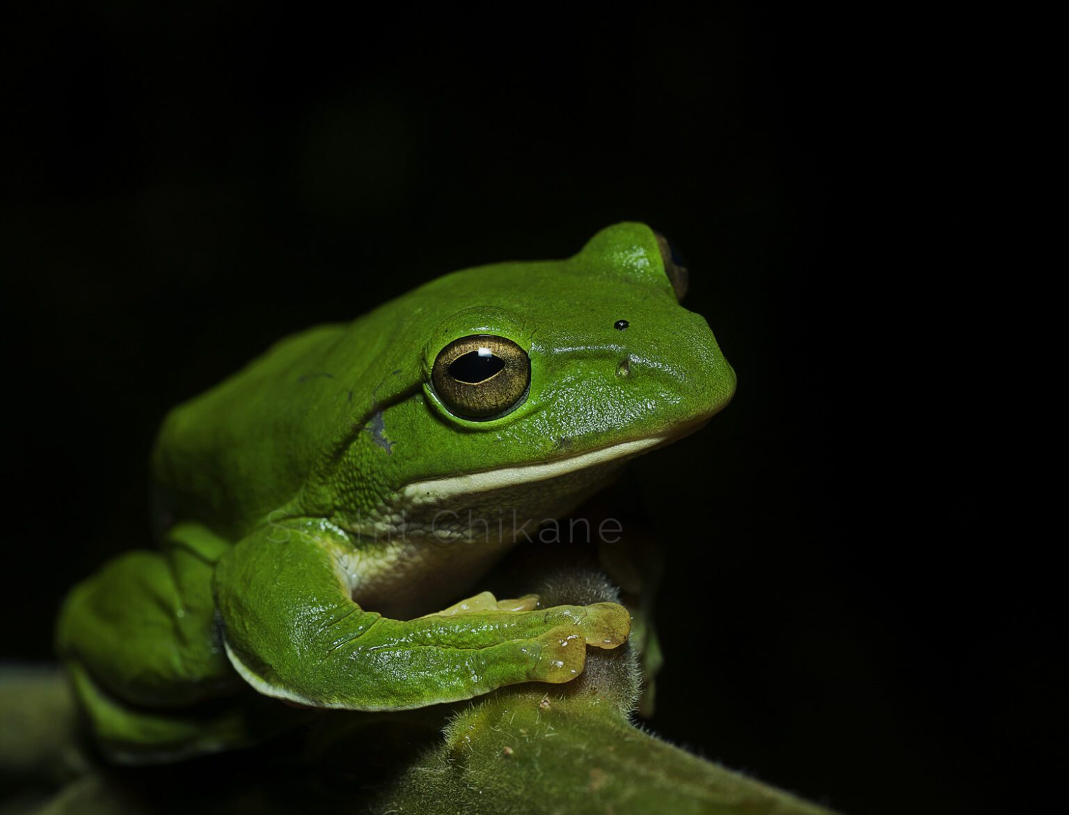 MAXIMUS, THE NAME! – Journeys