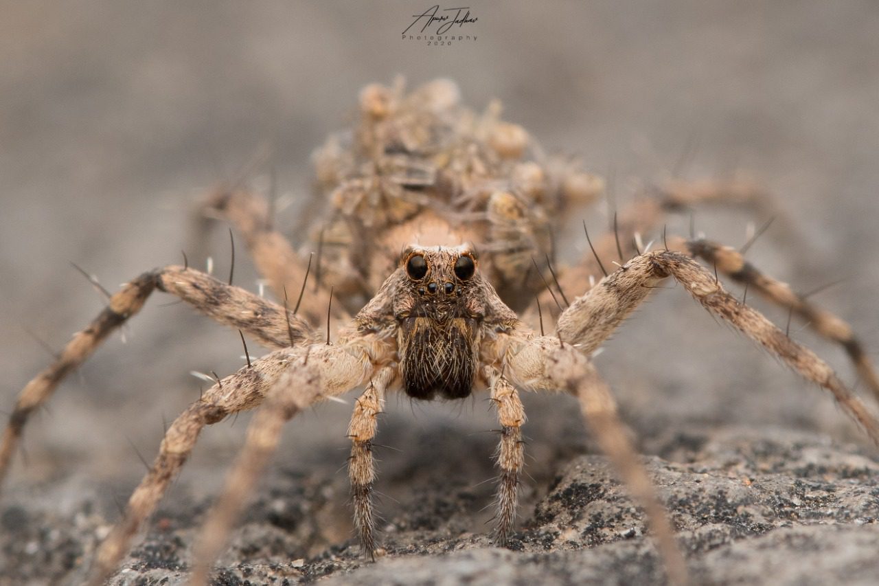10 TIPS TO PHOTOGRAPH SPIDERS – Journeys