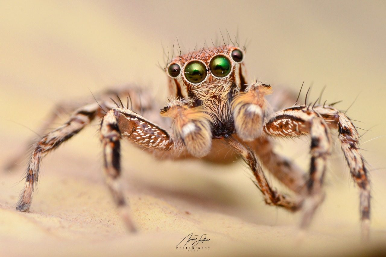 10 TIPS TO PHOTOGRAPH SPIDERS – Journeys